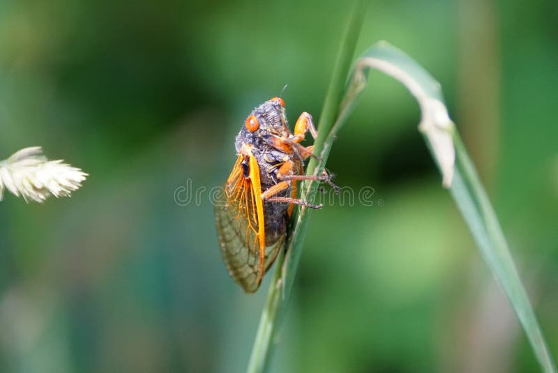 Close Up of a Cicadas with Red Wings on the Edge of a Grass Stock Photo ...