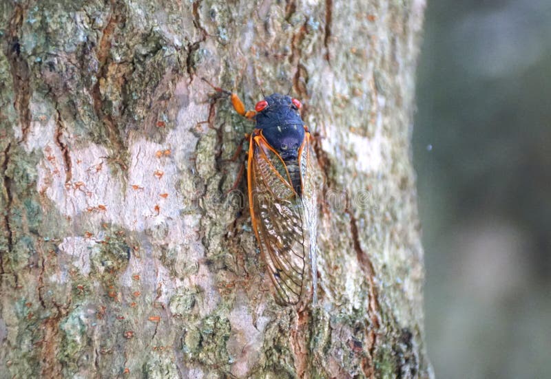 Close Up of a Cicadas with Red Wings Stock Image - Image of nuisance ...