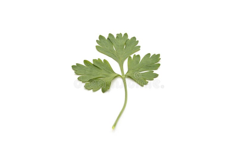 Close-up of Cilantro Leaf Isolated on White Background Stock Photo ...
