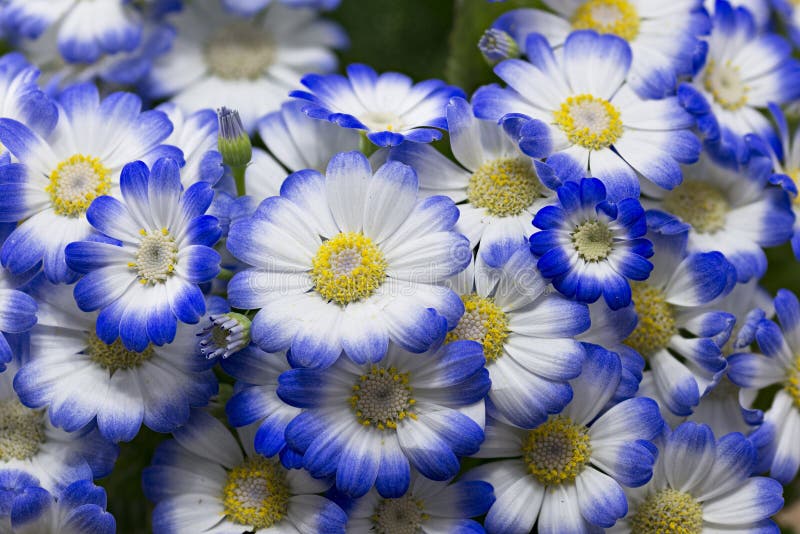 Close Up Cineraria Blue White Flowers Stock Photos - Free & Royalty ...