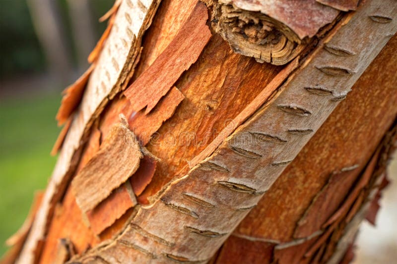 A Close-up of Cinnamon Bark Peeling in Natural Light Stock Illustration ...