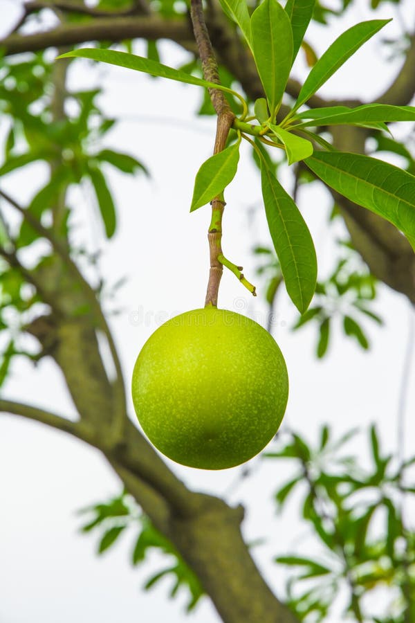 Close Up Circle Green Fruit on Tree Stock Image - Image of tangerine ...