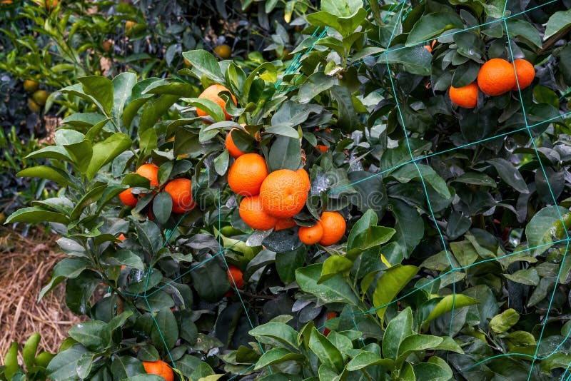 Close-up of Citrus Trees Grown in the Wild Stock Image - Image of ...