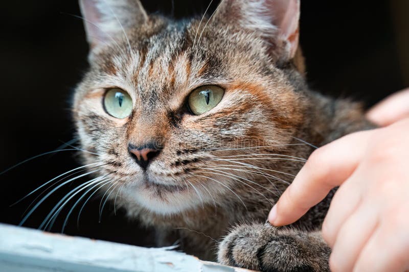 Petting a Tabby Cat Close-up Stock Photo - Image of hand, petted: 338231064