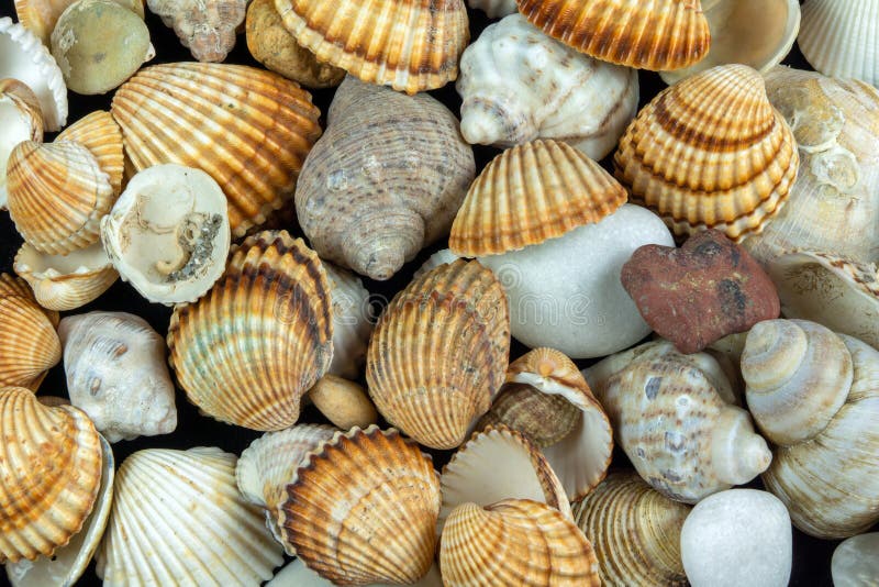 Shells stock image. Image of close, pattern, mussels - 238394701