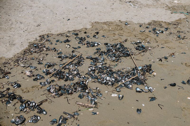 Clams on a beach stock photo. Image of shore, shell, seashore - 10834266