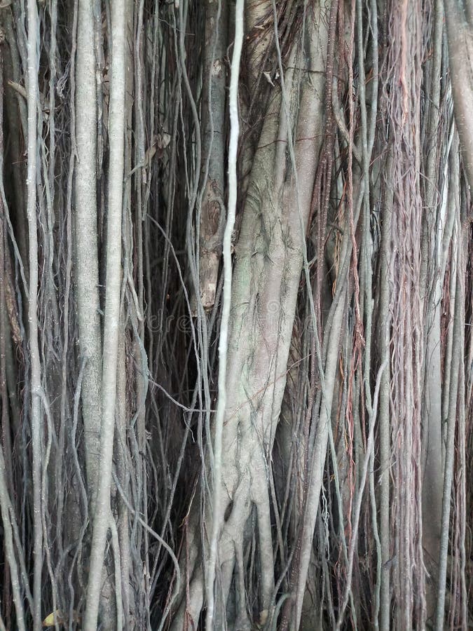 690 Banyan Tree Up Close Stock Photos - Free & Royalty-Free Stock ...