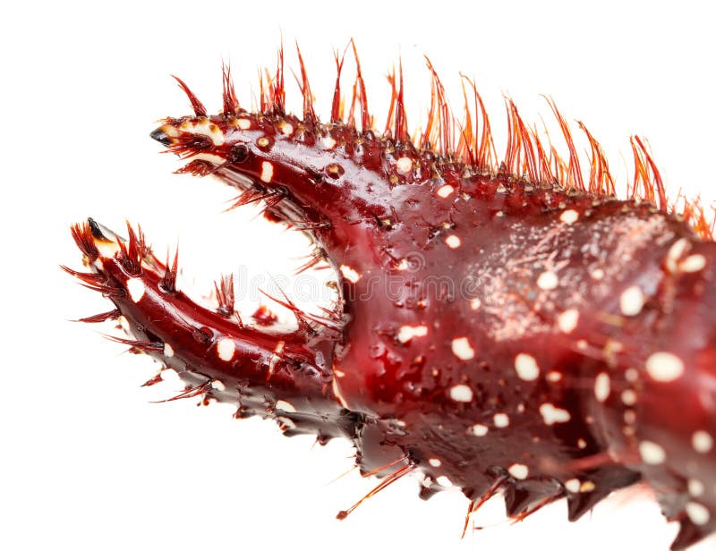 A Close Up of a Claw with Red Spikes Stock Image - Image of plant, seafood: 372297209