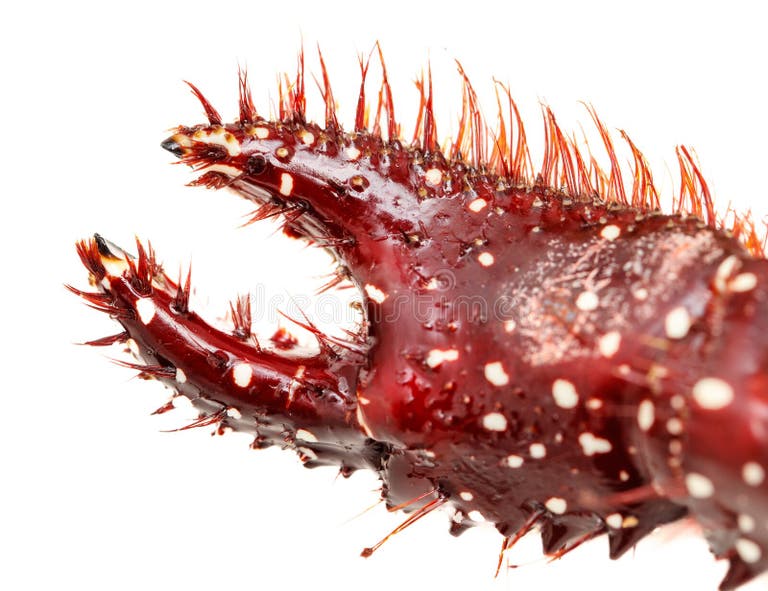 A Close Up of a Claw with Red Spikes Stock Image - Image of plant ...