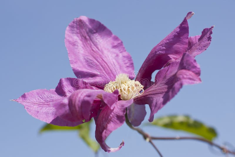 Close Up of a Clematis Pillu Flower Stock Photo - Image of perennial ...
