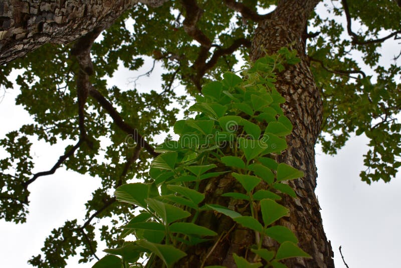 Close Up of Climbing Plants Climb on the Big Tree for Support Stock ...