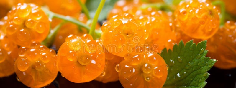 Close-up of Cloudberries Moroshka in Water Drops Stock Photo - Image of ...