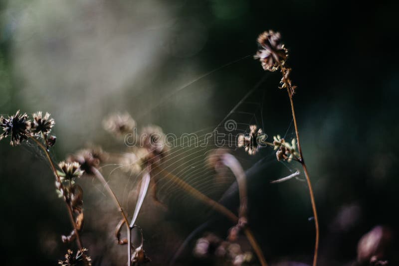 Close-up of Clover Flowers and Cobweb in Dark Colours Stock Photo ...