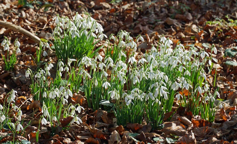 Clump of Snowdrops stock photo. Image of clump, plant - 86474284
