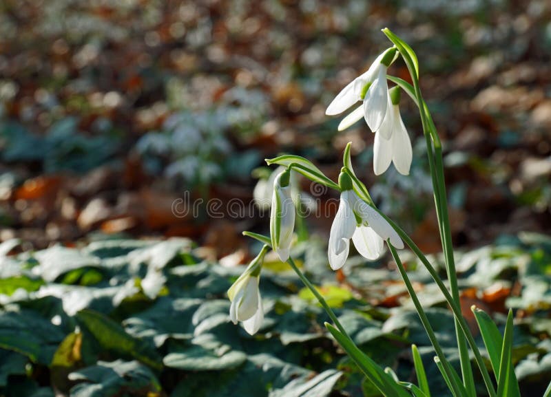 Close Up of a Clump Snowdrops in Bloom Stock Photo - Image of meadow ...