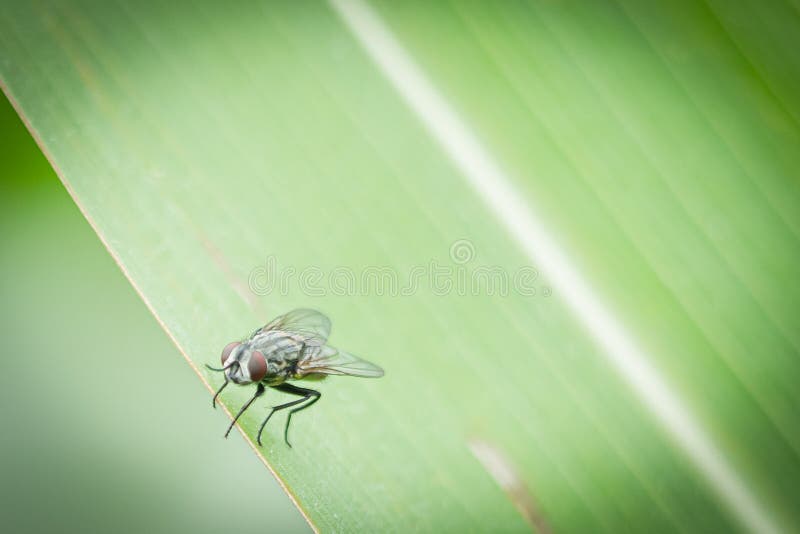 Close Up of Cluster Fly on Corn Leaf Stock Photo - Image of polleniidae ...