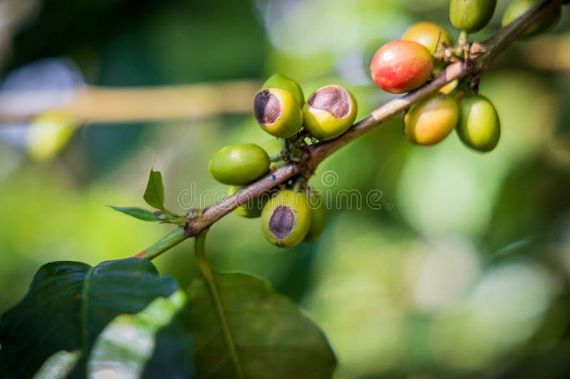Close-up of a Cluster of Sick Coffee Beans Growing on a Vine in the ...