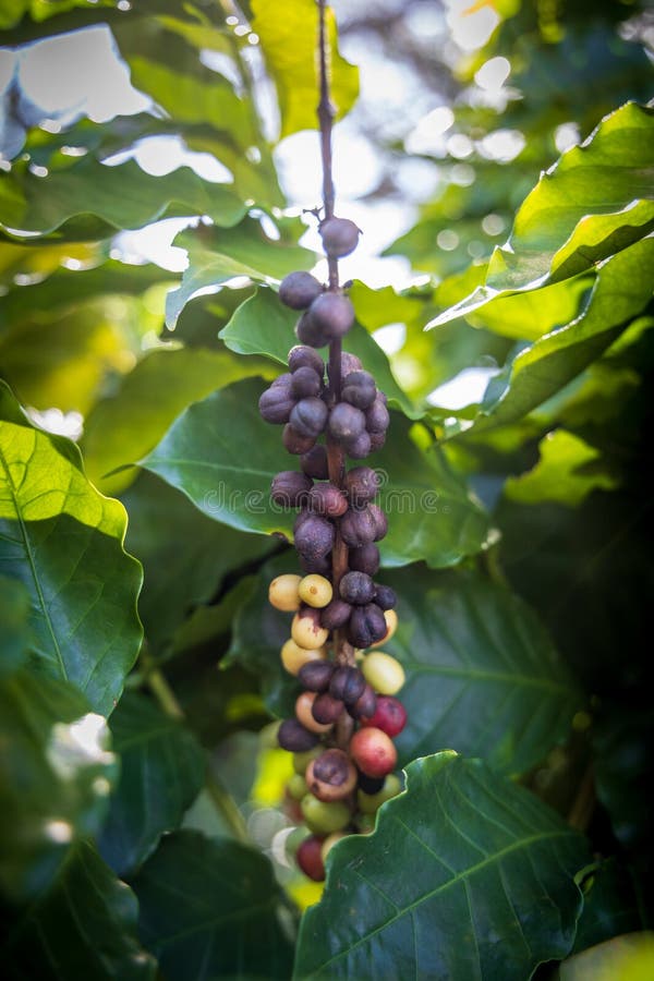 Close-up of a Cluster of Sick Coffee Beans Growing on a Vine in the ...