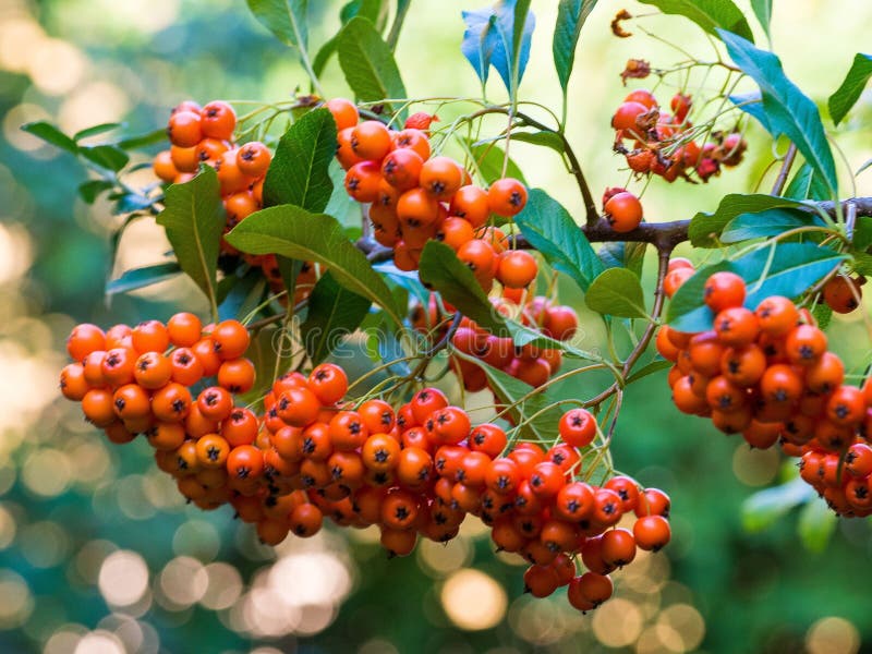 A Bunch of Small Orange Berries Hanging from a Tree in the Forest Stock ...