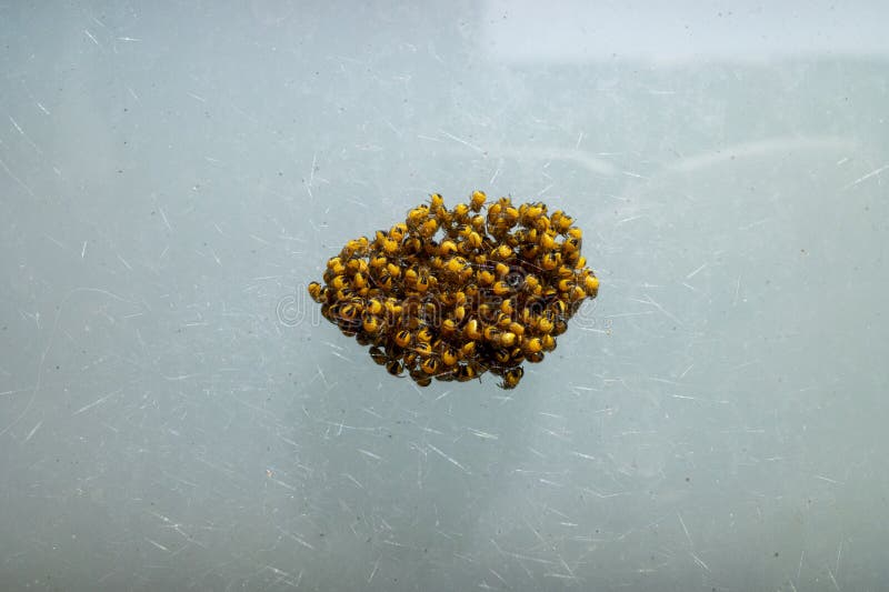 Close-up of a Cluster of Small Plants Stock Image - Image of blooming ...