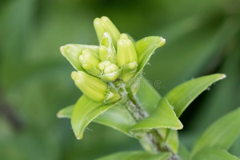 A Close-up of a Cluster of Tiger Lily Buds Growing Larger Every Day ...