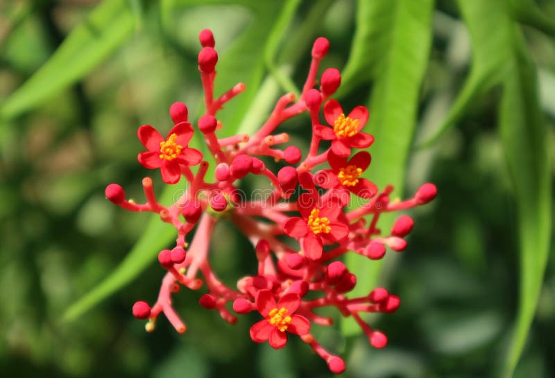 Close Up of a Cluster of Tiny Red Flowers Stock Image - Image of bunch ...