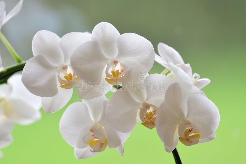 White orchids stock photo. Image of beauty, botanical - 141909166