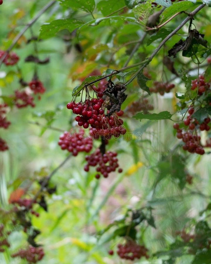 Close-up of Clusters of Red Berries Hanging from Green Leafy Branches ...