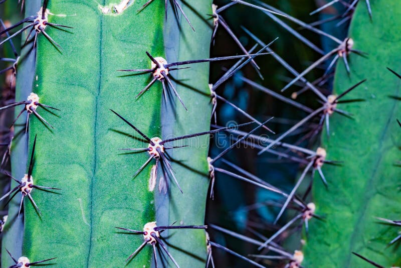Cacti stock image. Image of desert, spines, wild, greenery - 31423729