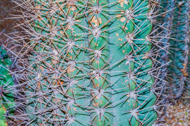 Cactus Spines stock photo. Image of flora, nature, gardens - 130656970
