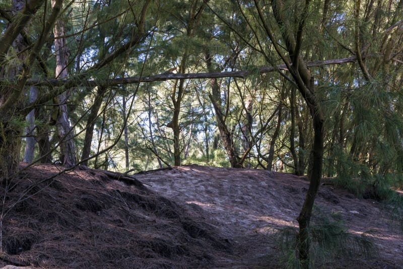 Close Up Coastal Dune Pine Forest Stock Photo - Image of pine, nature ...
