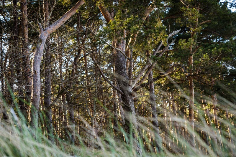 Close Up of Coastal Forest with Dune Grass in the Foreground Stock ...