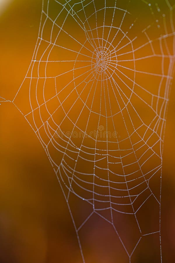 A Cobweb with Dewdrops Hanging on Branches of Heather in Back Light ...