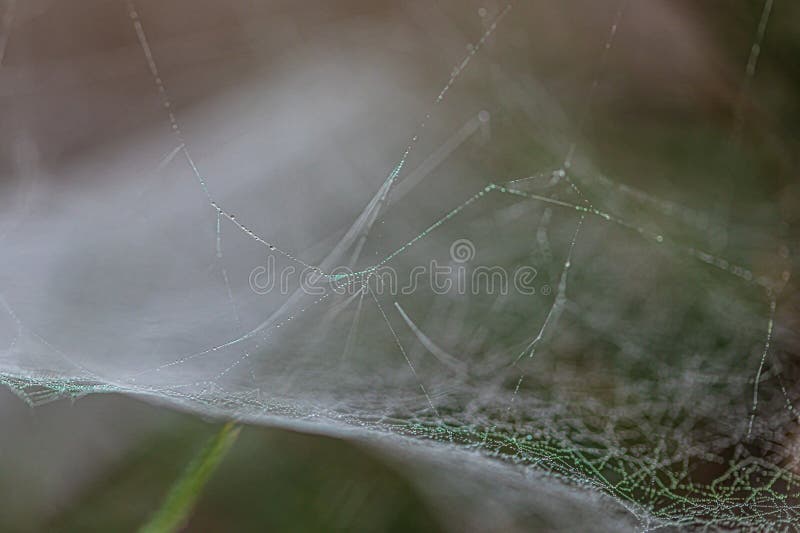 A Cobweb with Dewdrops Hanging on Branches of Heather in Back Light ...