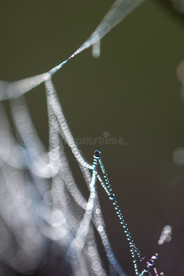 A Cobweb with Dewdrops Hanging on Branches of Heather in Back Light ...