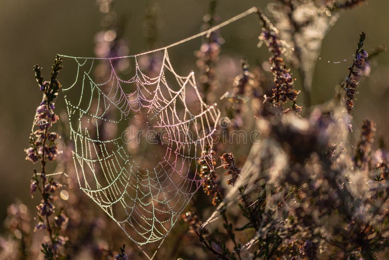 A Cobweb with Dewdrops Hanging on Branches of Heather in Back Light ...