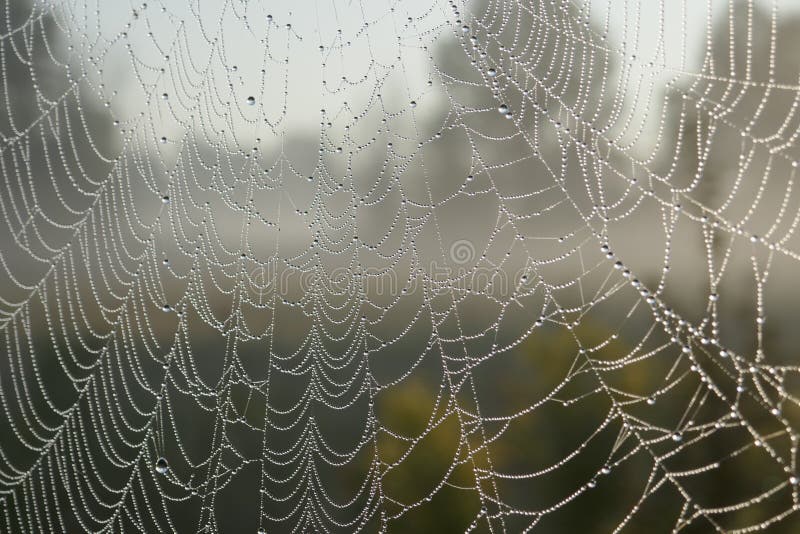 Close-up, Cobweb, Macro stock photo. Image of moisture - 109904480