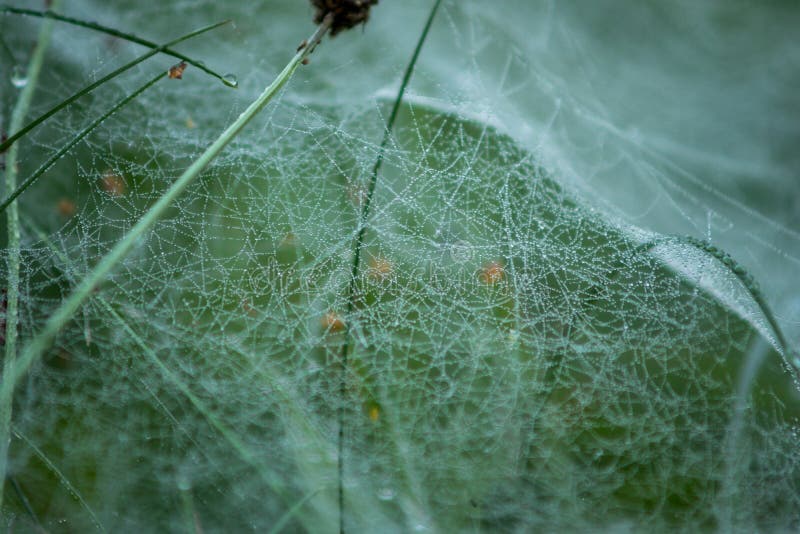 Close up of cobweb stock photo. Image of sunrise, rays - 166518890