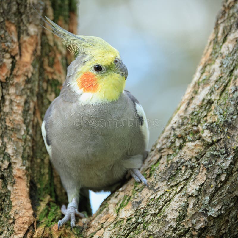 Close-up of a Cockatiel Perched on a Tree Branch Stock Photo - Image of ...
