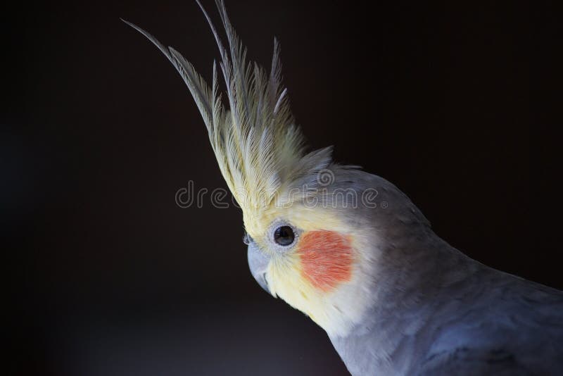 Close Up Cockatiel, Nymphicus Hollandicus Stock Image - Image of avian ...