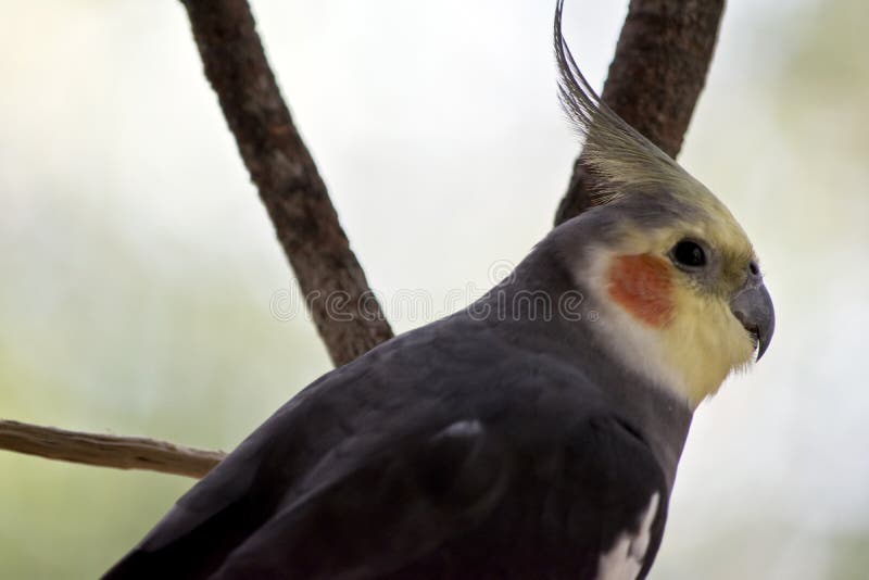 This is a Close Up of a Cockatiel Stock Photo - Image of cheeks, nature ...