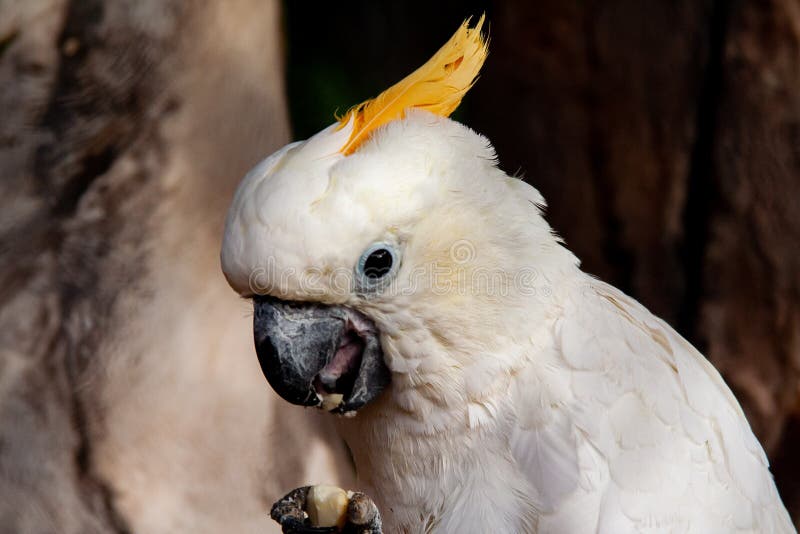 Wild Cockatoo Eating stock image. Image of bird, head - 76133513
