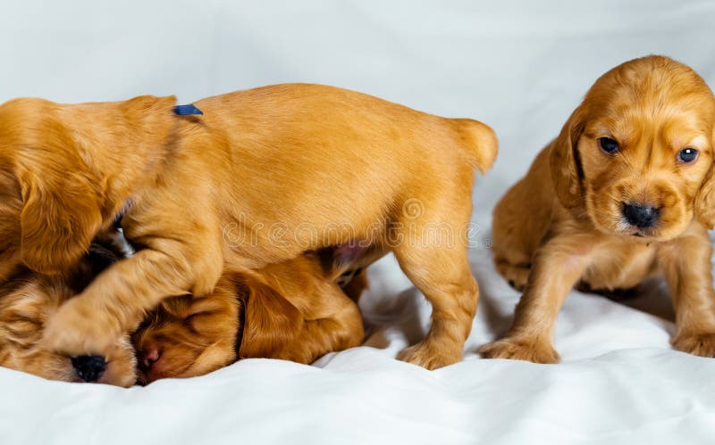 Close-Up Cocker Spaniel Puppies Dogs Play on White Cloth Stock Photo ...