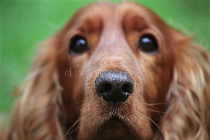 Close Up of a Cockers Spaniel Stock Photo - Image of brown, spaniel ...