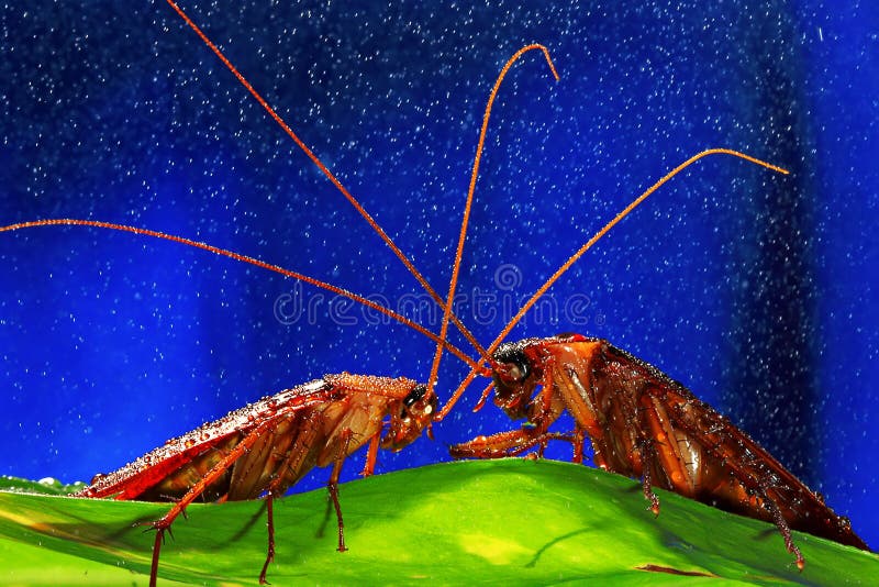 Close up of cockroach stock photo. Image of close, closeup - 26799492