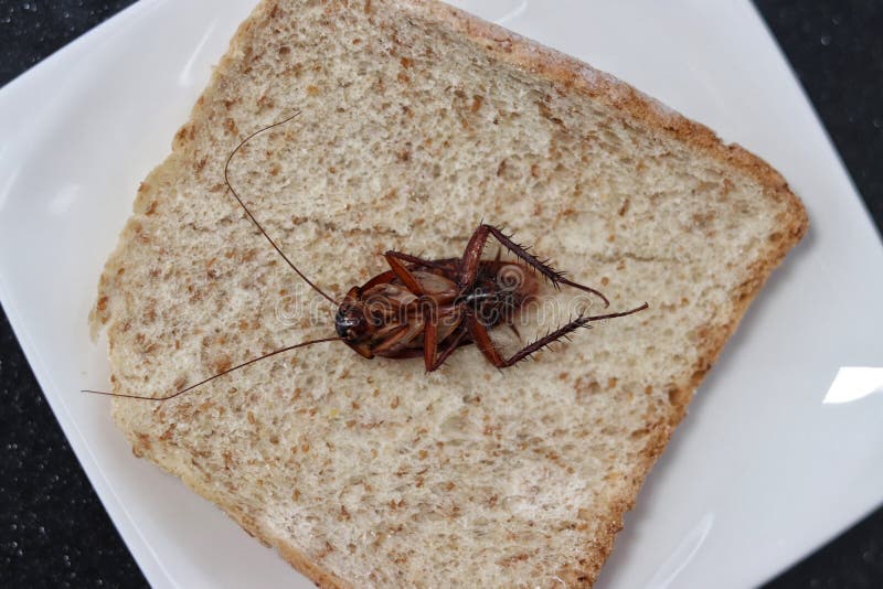 Close Up Cockroach Eat White Bread on the Dish Stock Image - Image of ...