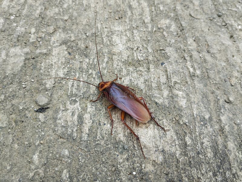 Close Up of Cockroach on the Floor Stock Photo - Image of pest, dirty ...