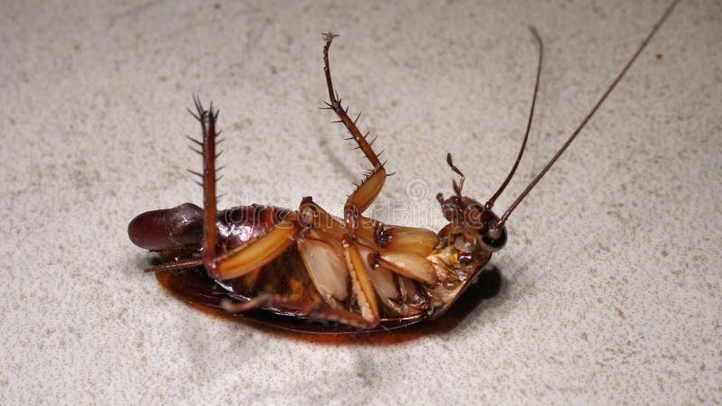 Close up of cockroach stock video. Video of animal, hygiene - 146062113