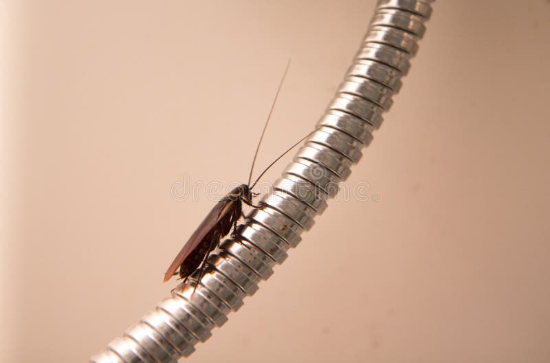 Close up a cockroach stock image. Image of creature, antenna - 83144759