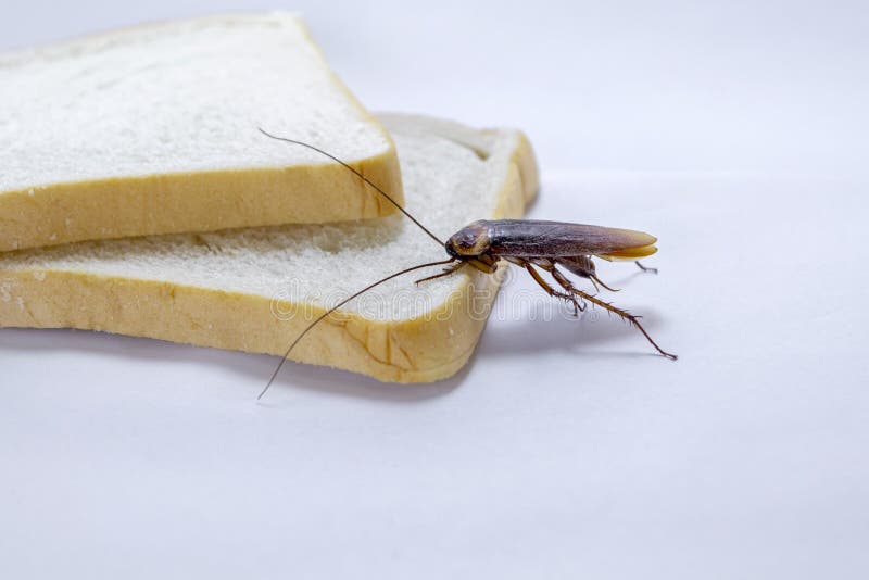 Cockroach on a Slice of Bread Stock Photo - Image of background ...